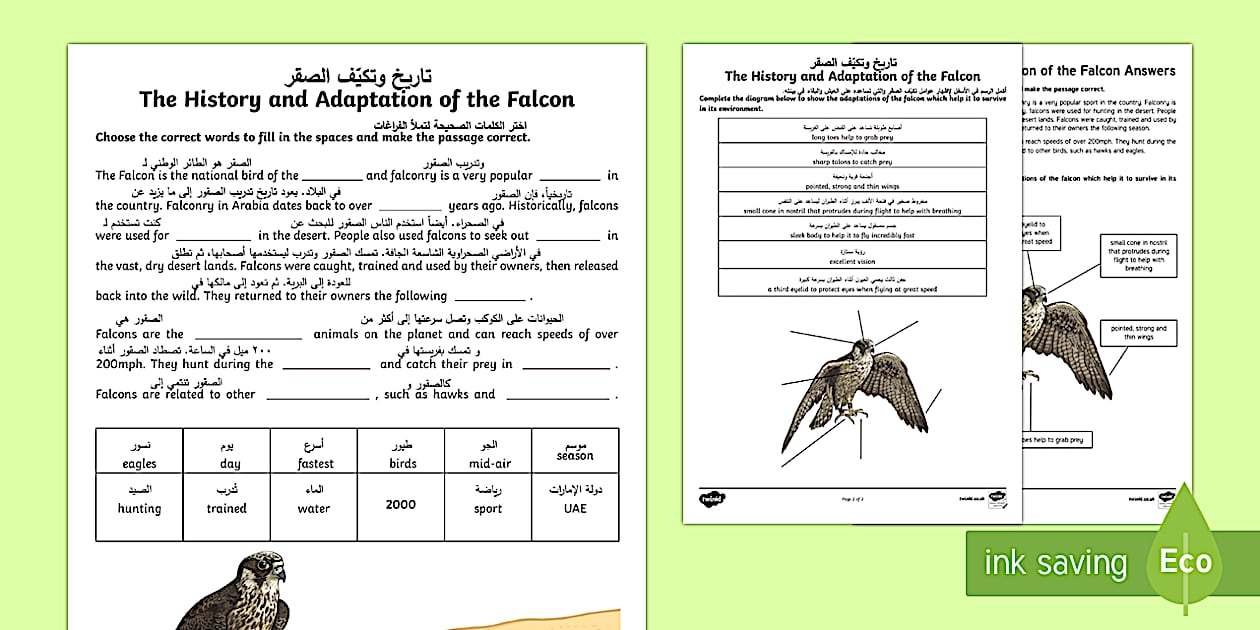 The Falcon Worksheet / Worksheet - Arabic/English - Twinkl