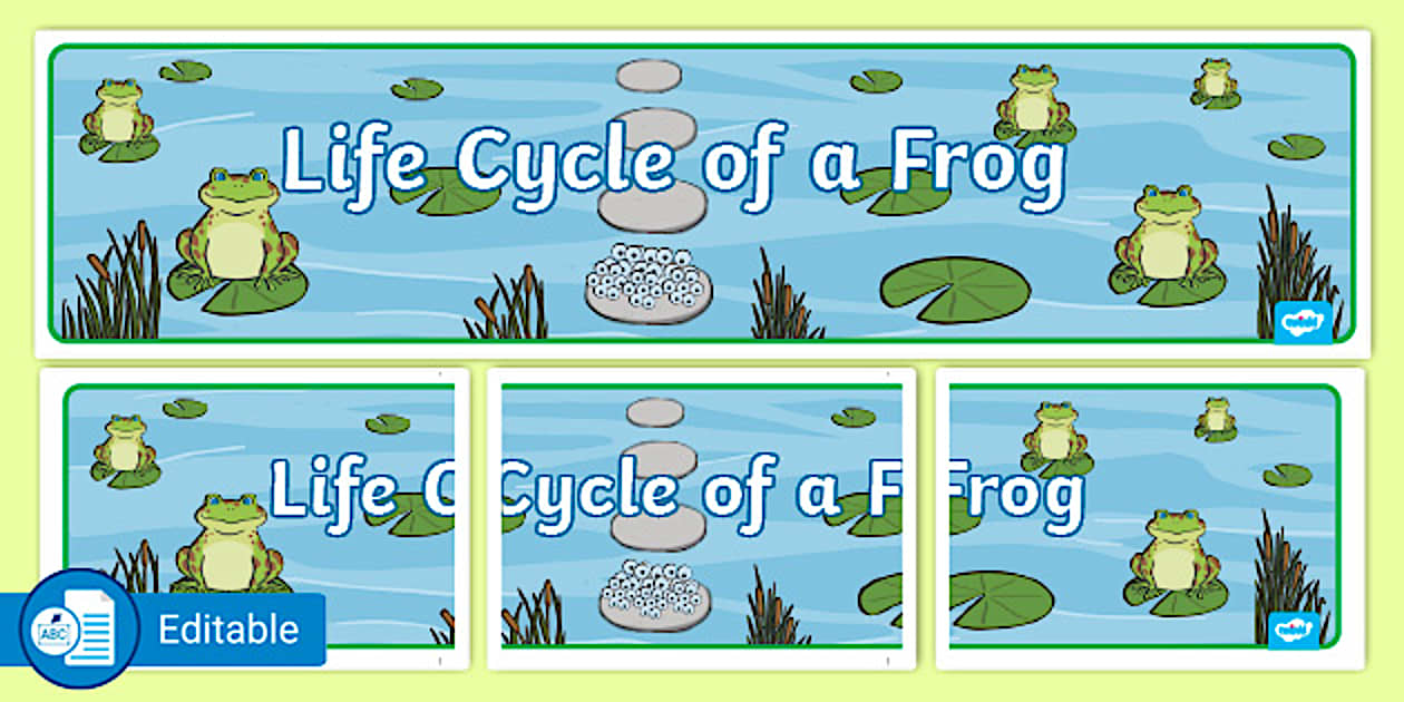 Life Cycle of a Frog Display Banner (teacher made) - Twinkl