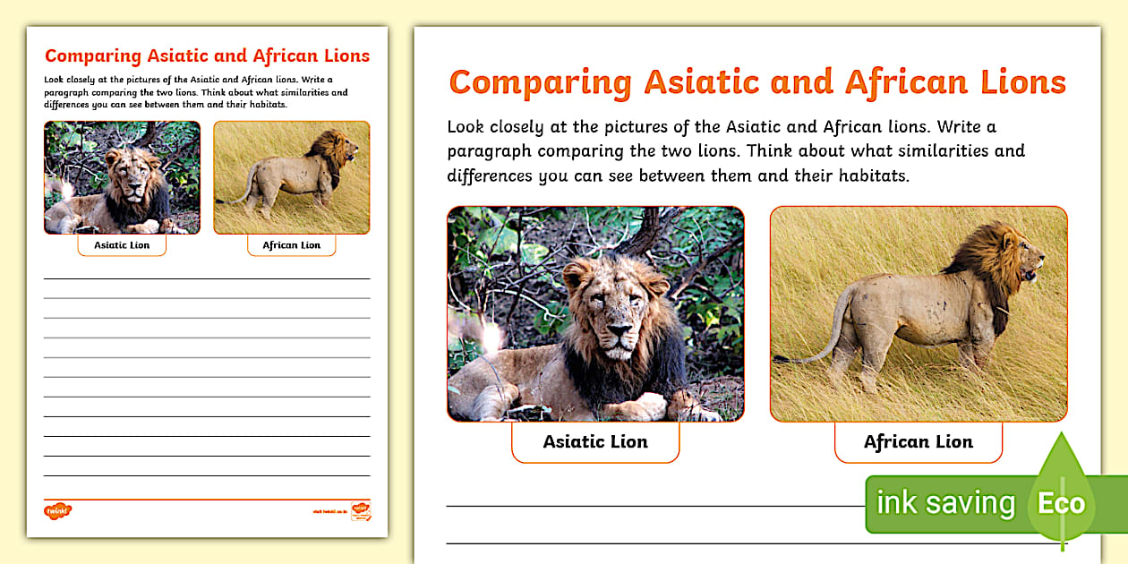 Comparing Asiatic and African Lions Worksheet - Twinkl