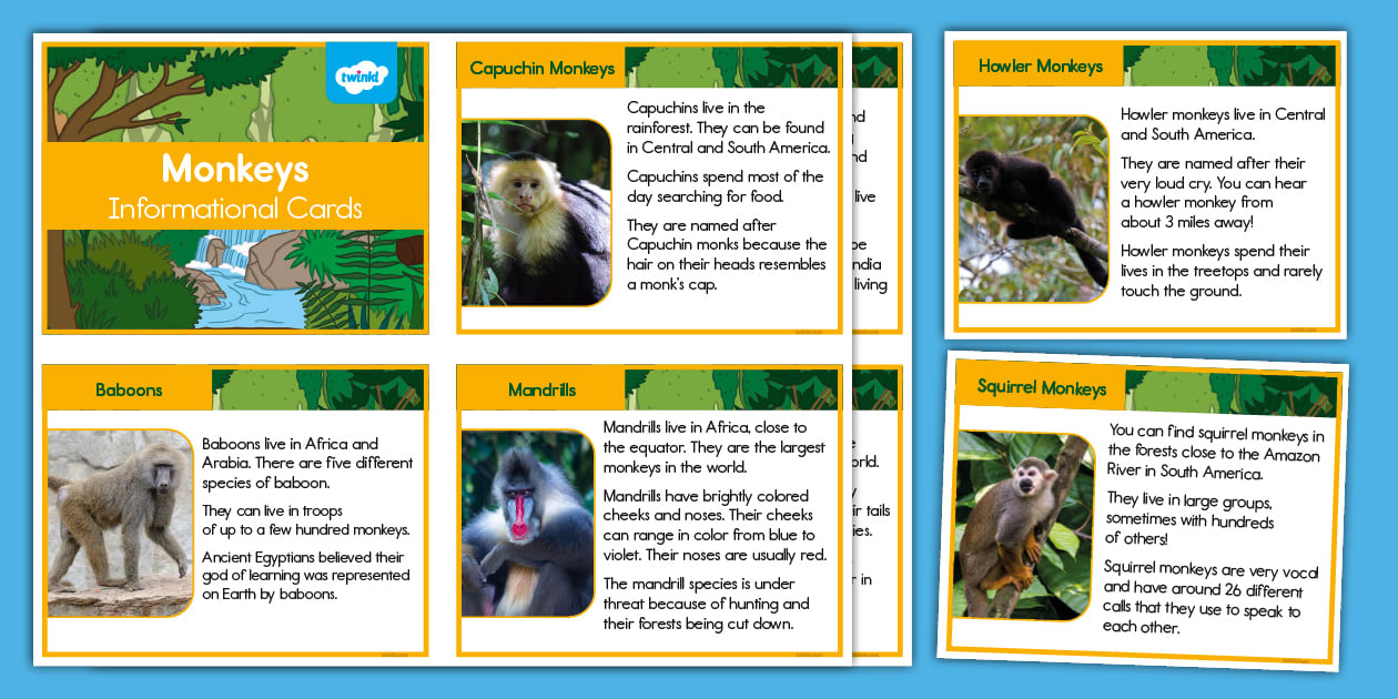 Monkey Informational Cards for K-2nd Grade - Twinkl