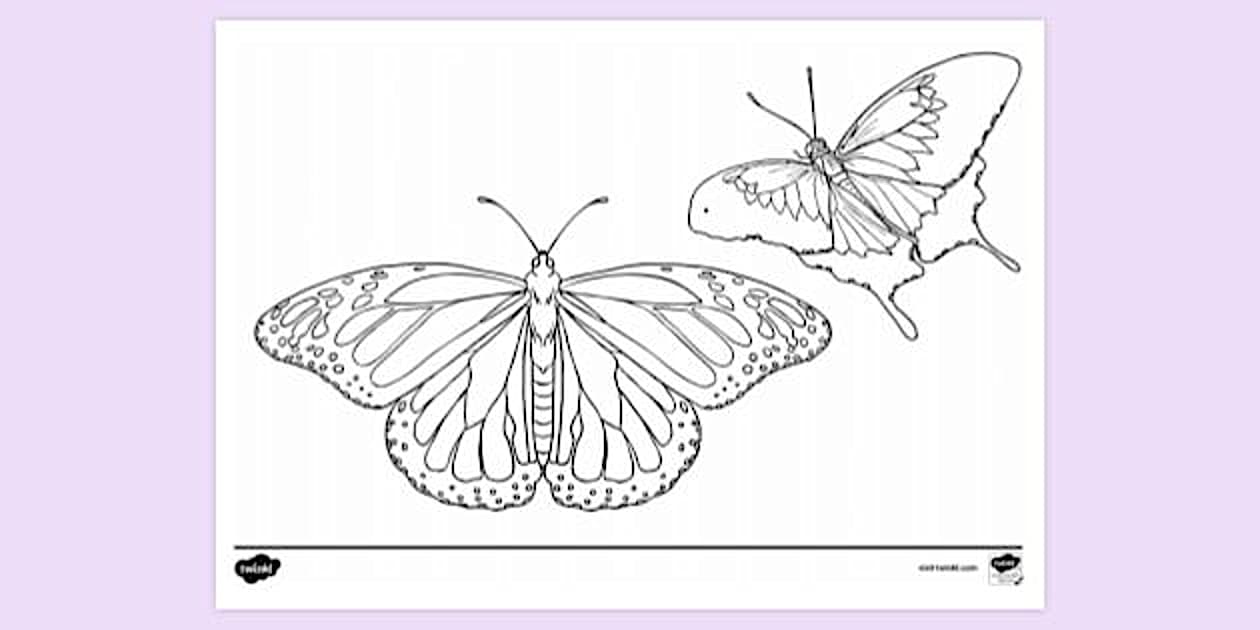 Printable Butterfly Colouring Page | Colouring Sheets
