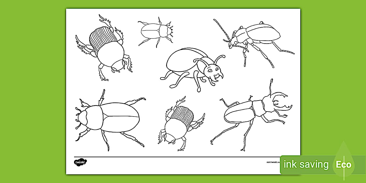 Colourful Beetle Colouring Page (Teacher-Made) - Twinkl