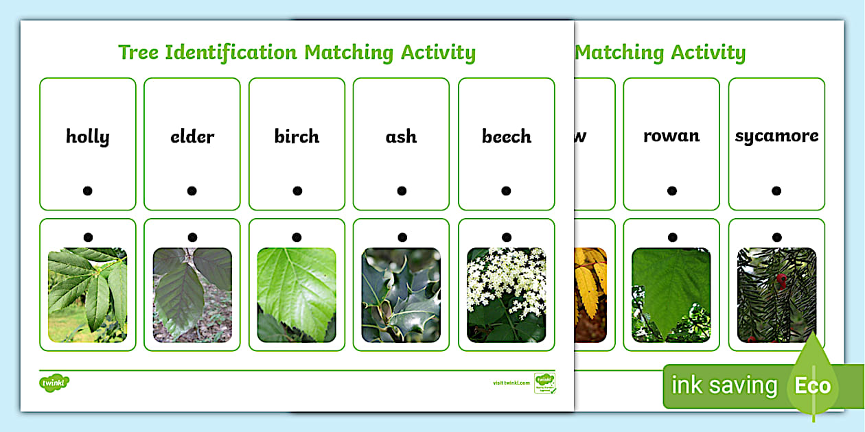 Tree Identification Matching Activity (teacher made)