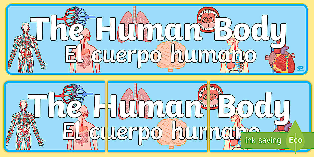 The Human Body Display Banner English/Spanish - EAL,The Human Body Display