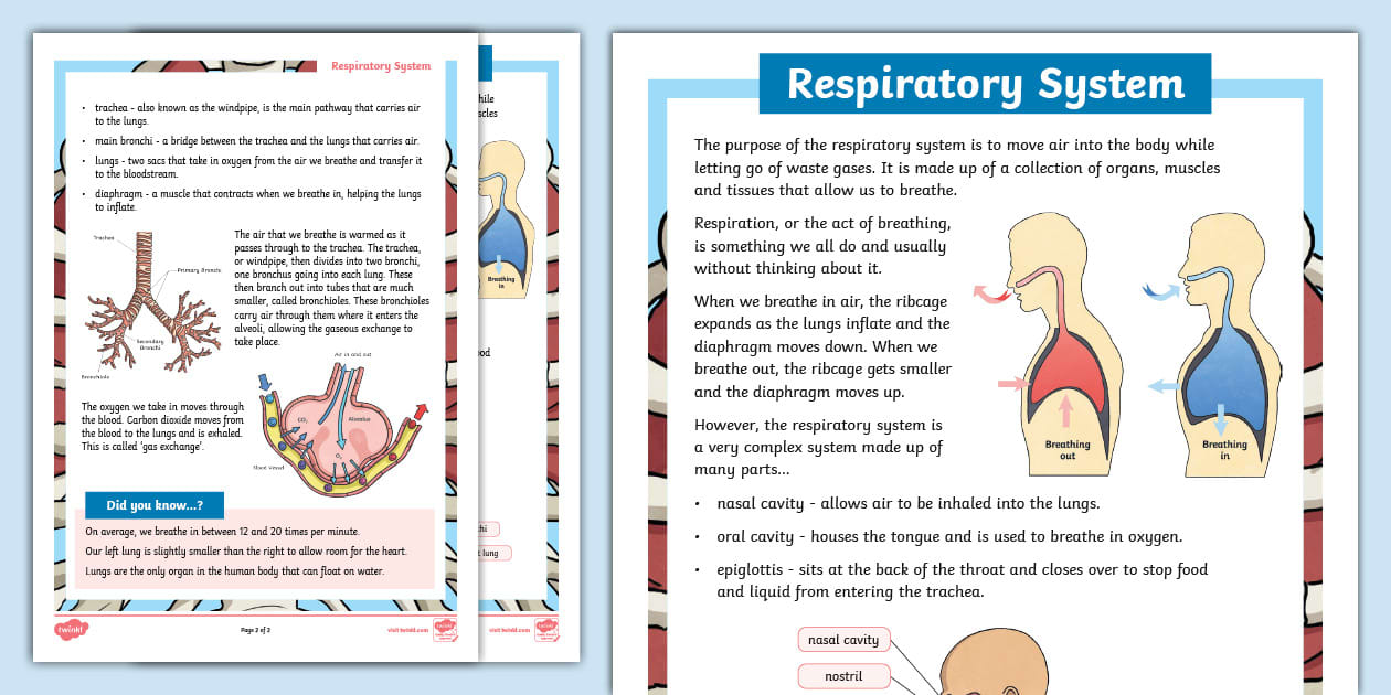 Respiratory System Fact File (professor feito) - Twinkl