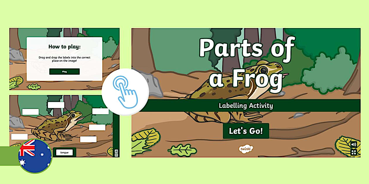 Parts of a Frog Labelling Activity (teacher made) - Twinkl