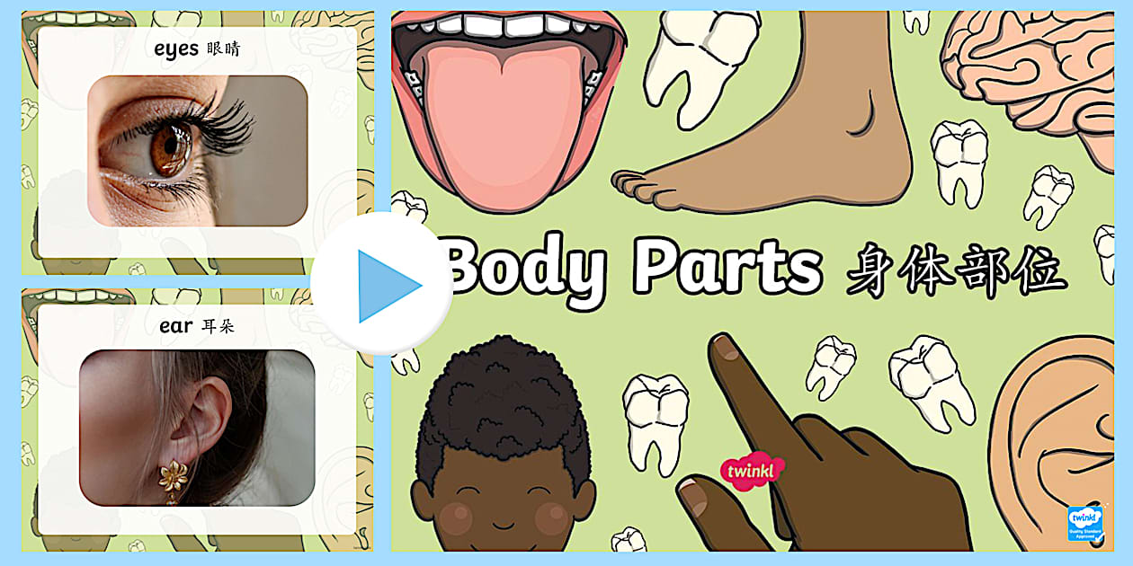 Parts of the body PowerPoint English/Mandarin-Chinese