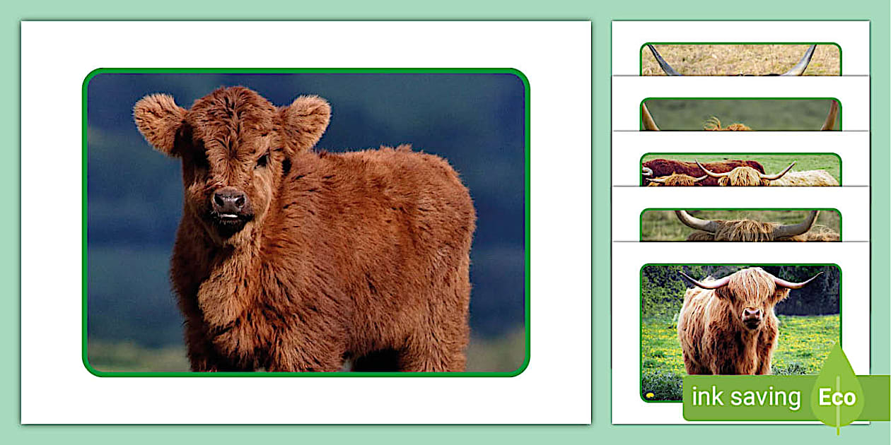 Heilan Coos Pictures | Photo Pack (teacher made) - Twinkl