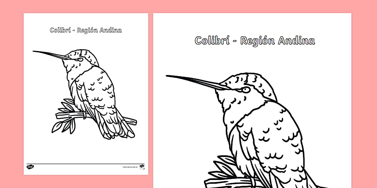 Dibujo de colibrí para colorear - Regiones - Twinkl Colombia