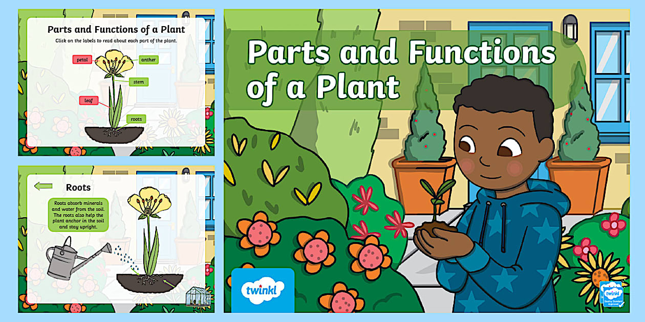 Different Parts of Plants and their Functions PowerPoint