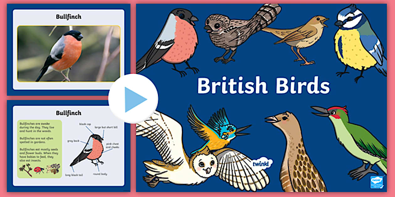 KS1 British Birds Information PowerPoint - Twinkl