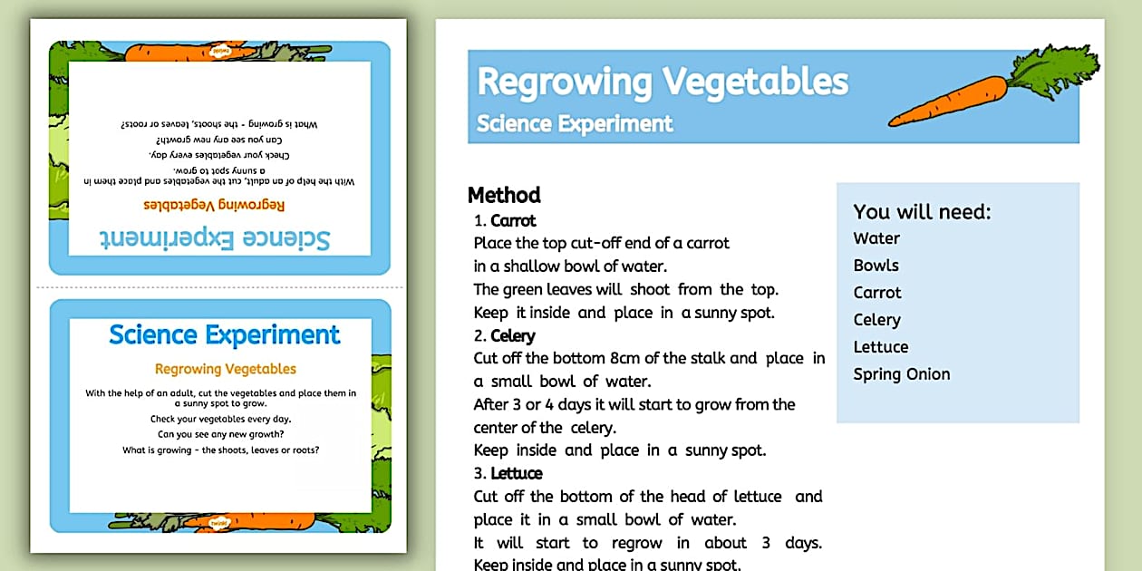 食育 野菜の実験遊び 英語 Regrowing Vegetables Science Experiment in English