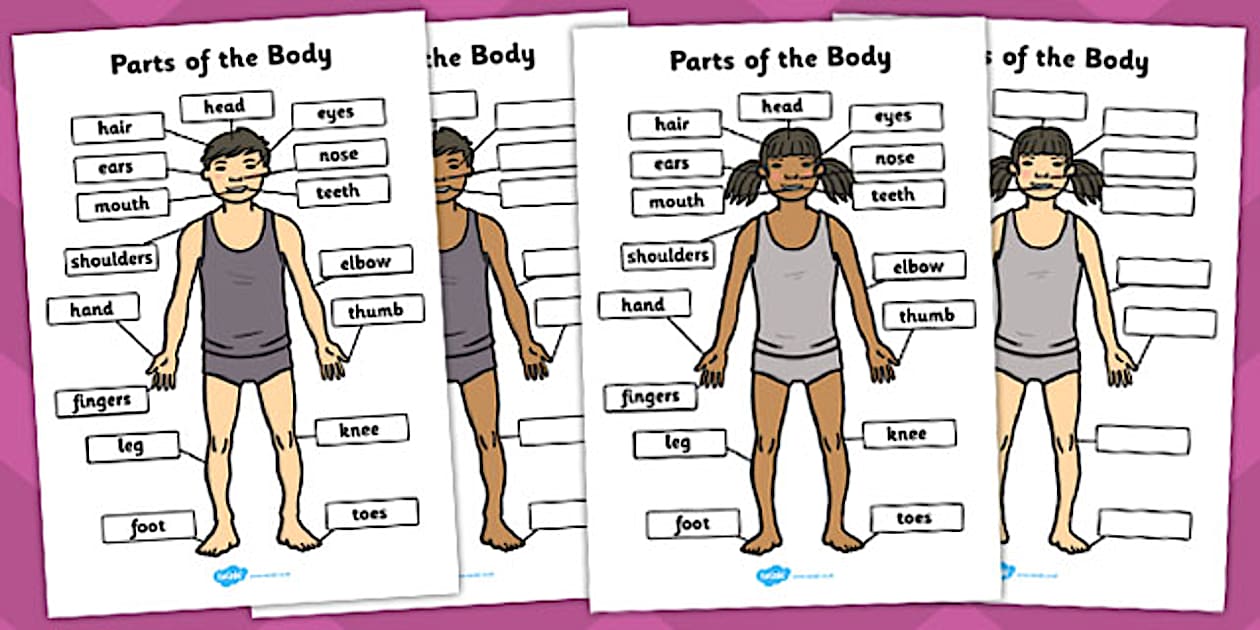 Body Parts Worksheet - PDF Labelling Pack (teacher made)