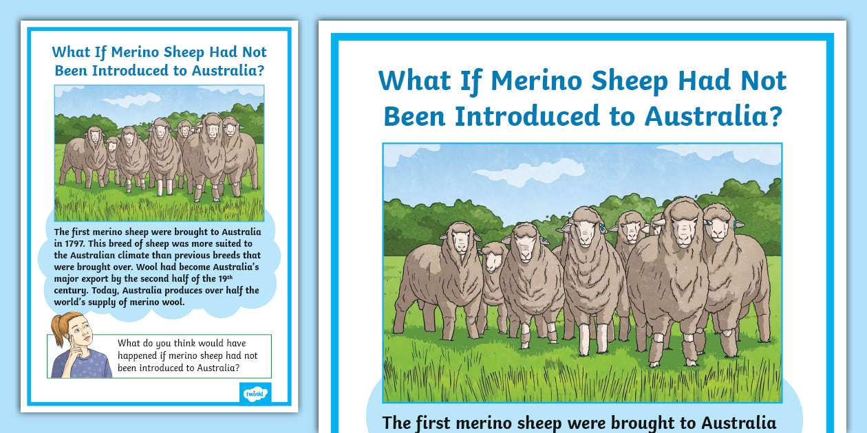 Merino Sheep What If Scenario Poster