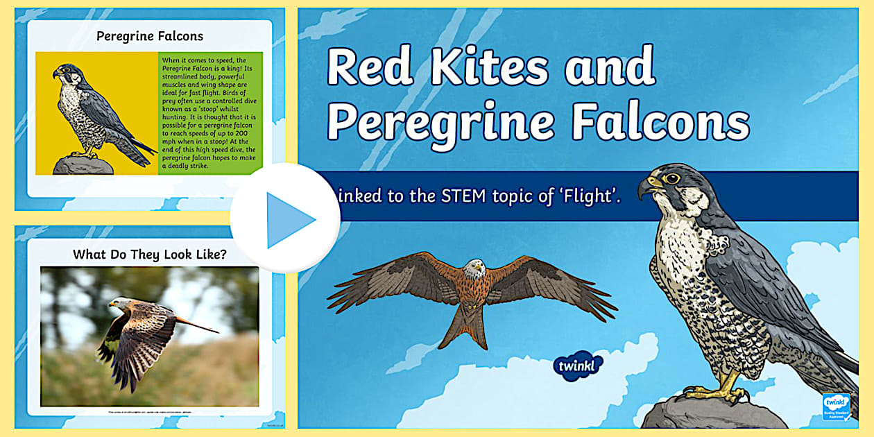 Red Kites and Peregrine Falcons PowerPoint - Twinkl