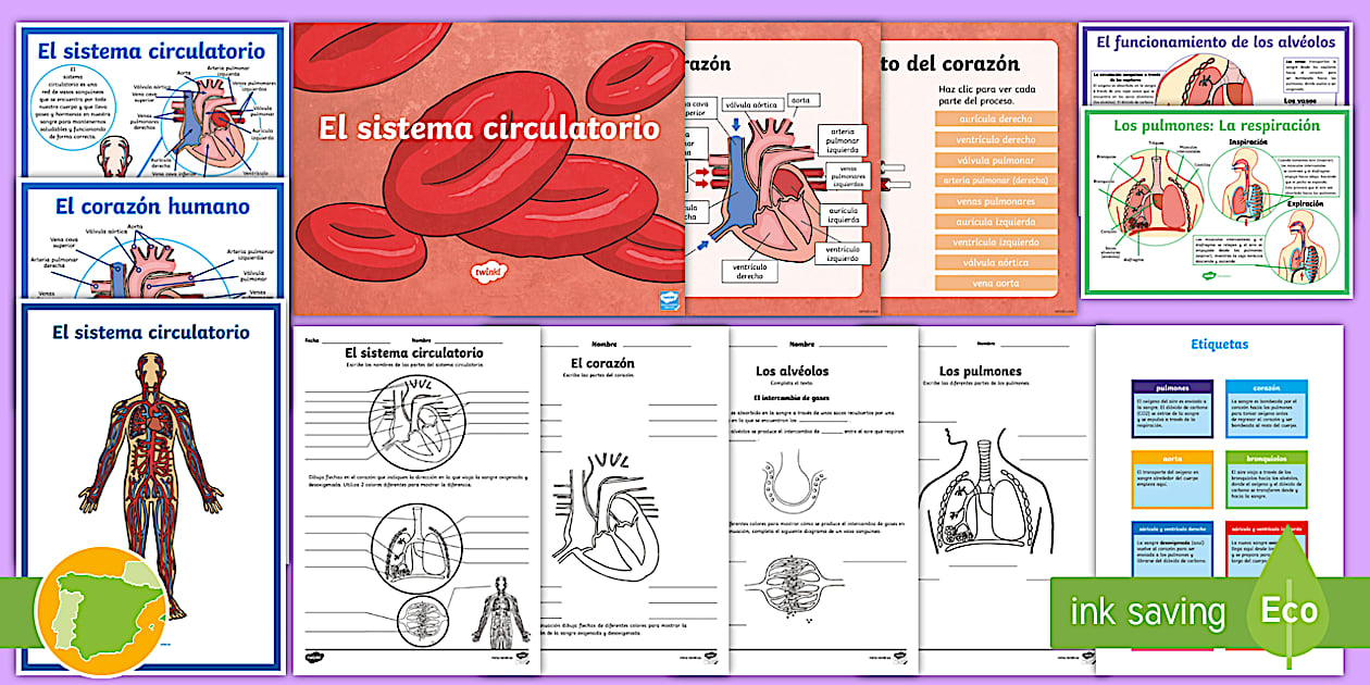 Pack de recursos: El sistema circulatorio para niños