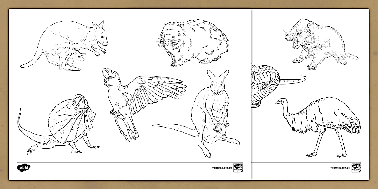 Native Animals of Australia Colouring Sheet - Twinkl