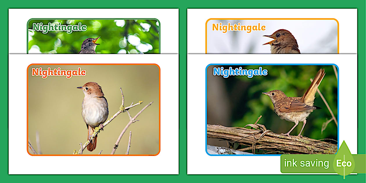 Nightingale Photo Pack (teacher made) - Twinkl