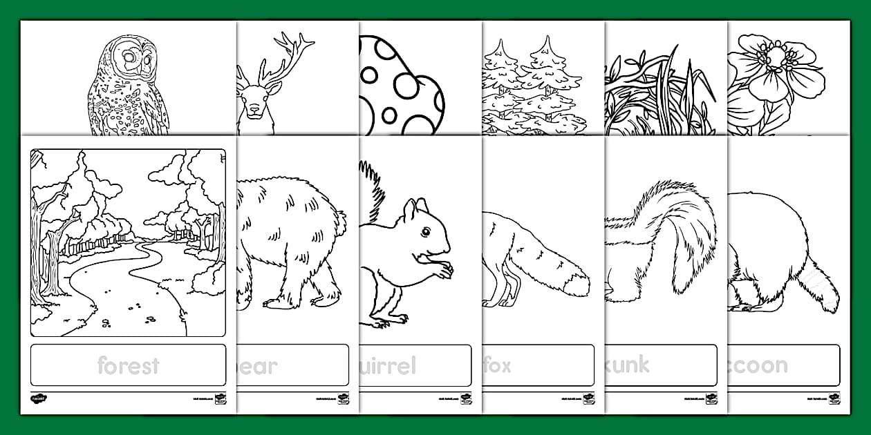 All About Forest Habitats Trace and Color Worksheet - Twinkl
