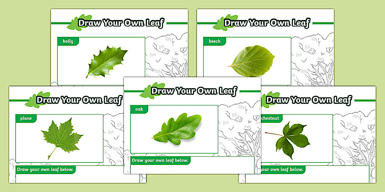Draw Your Own Leaf Activity (Teacher-Made) - Twinkl