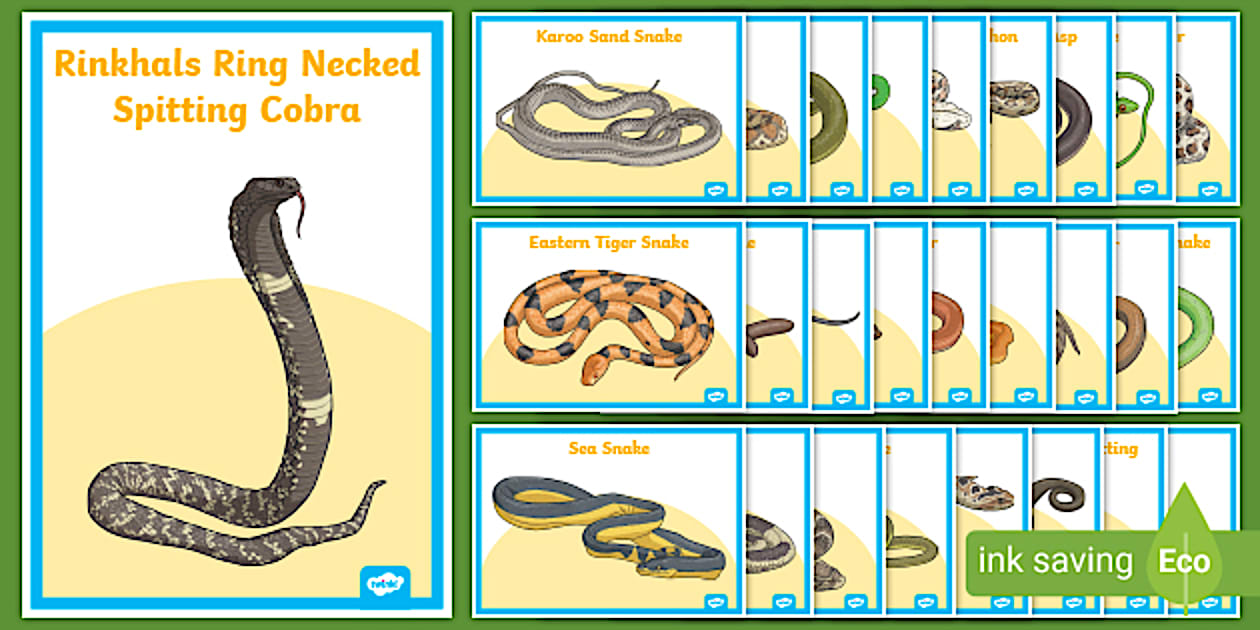 Snakes of South Africa Posters | Teacher Made - Twinkl