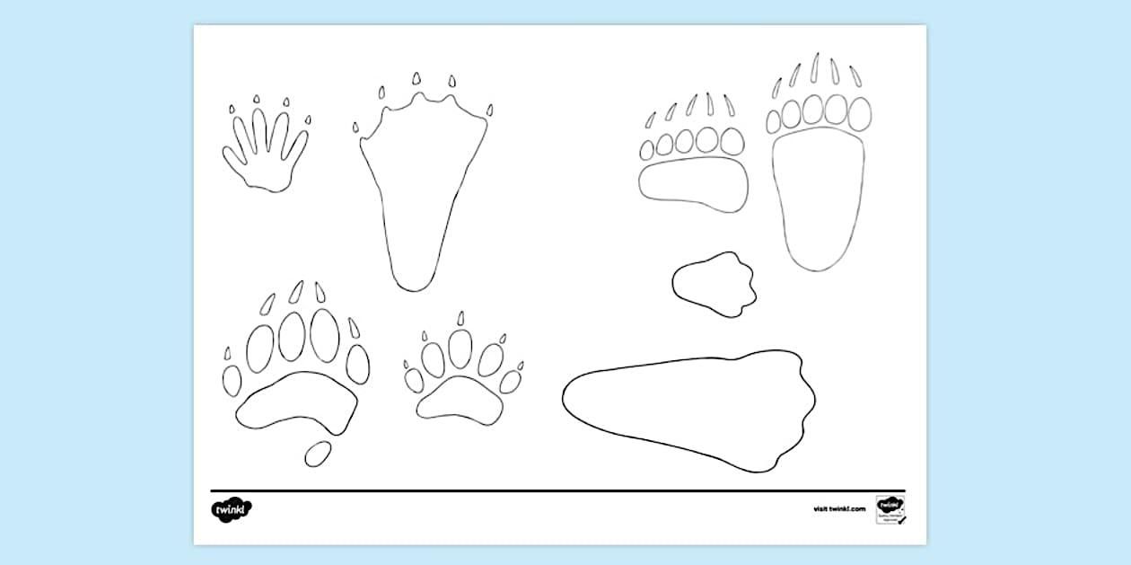 Animal Footprints Colouring Page (teacher made) - Twinkl