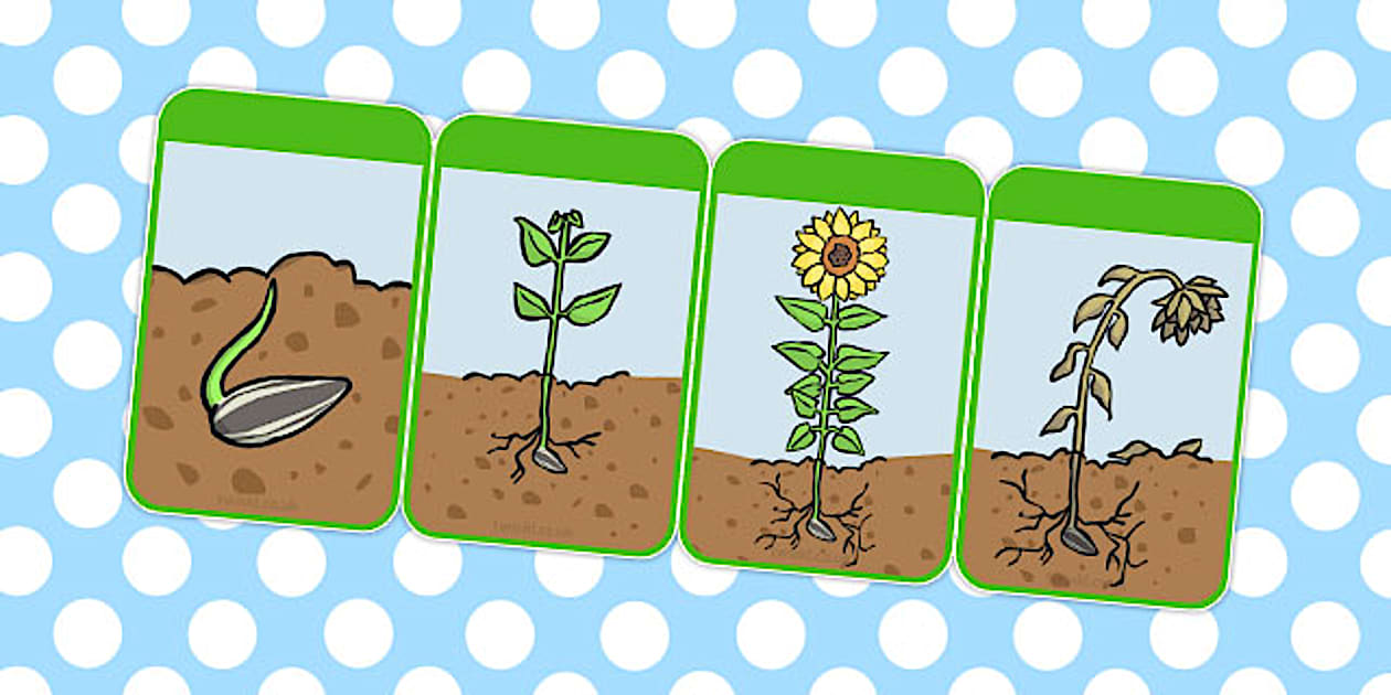 Black and White Sunflower Life Cycle Flashcards - Twinkl