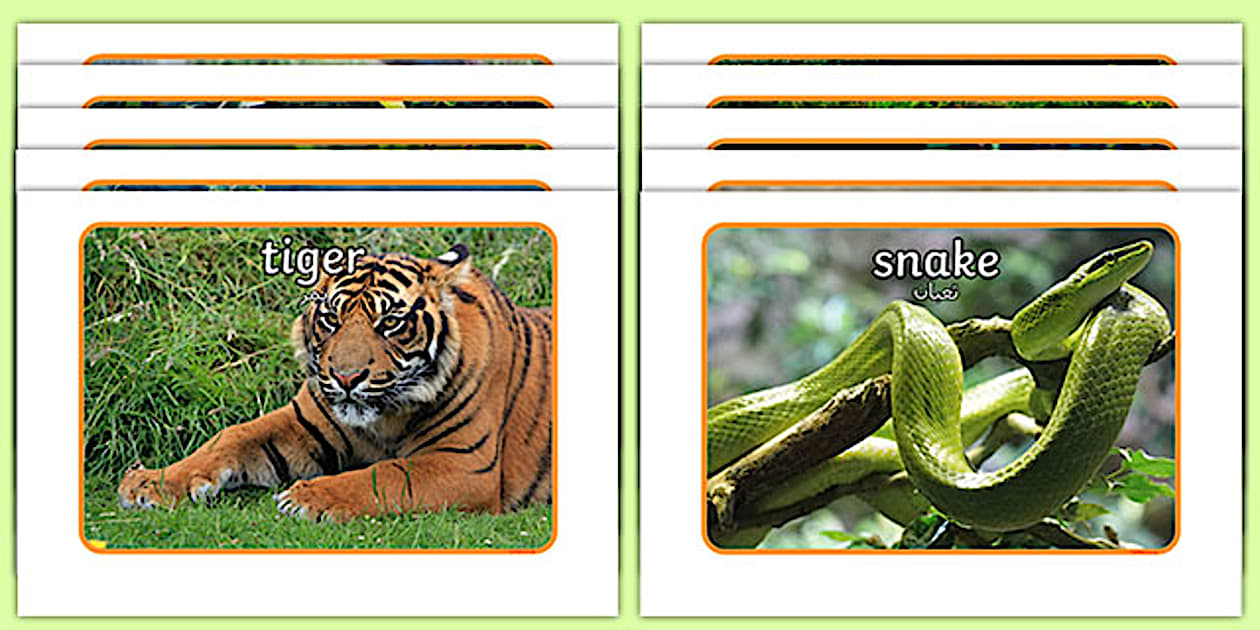 Jungle Display Photos Arabic Translation (teacher made)