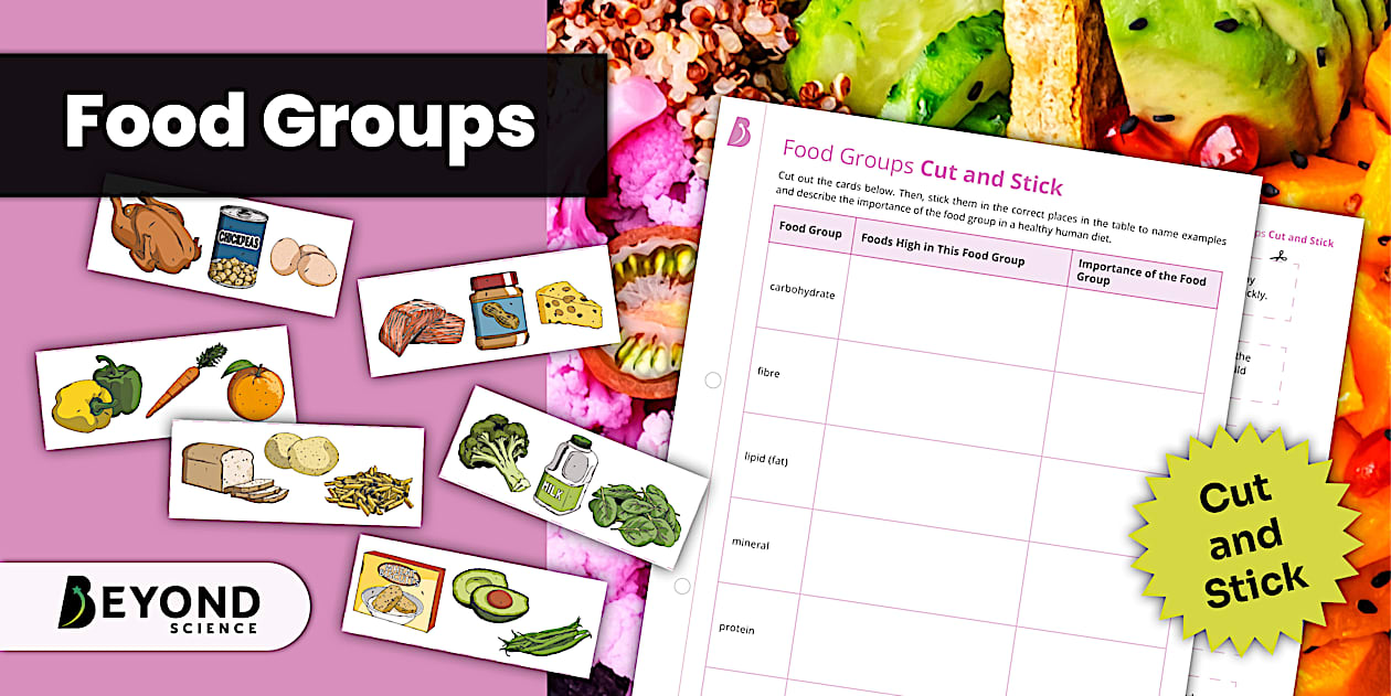 Food Groups Cut and Stick | KS3 | Beyond Science