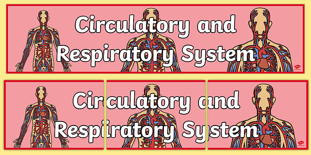 Circulation Display Banner (teacher made) - Twinkl