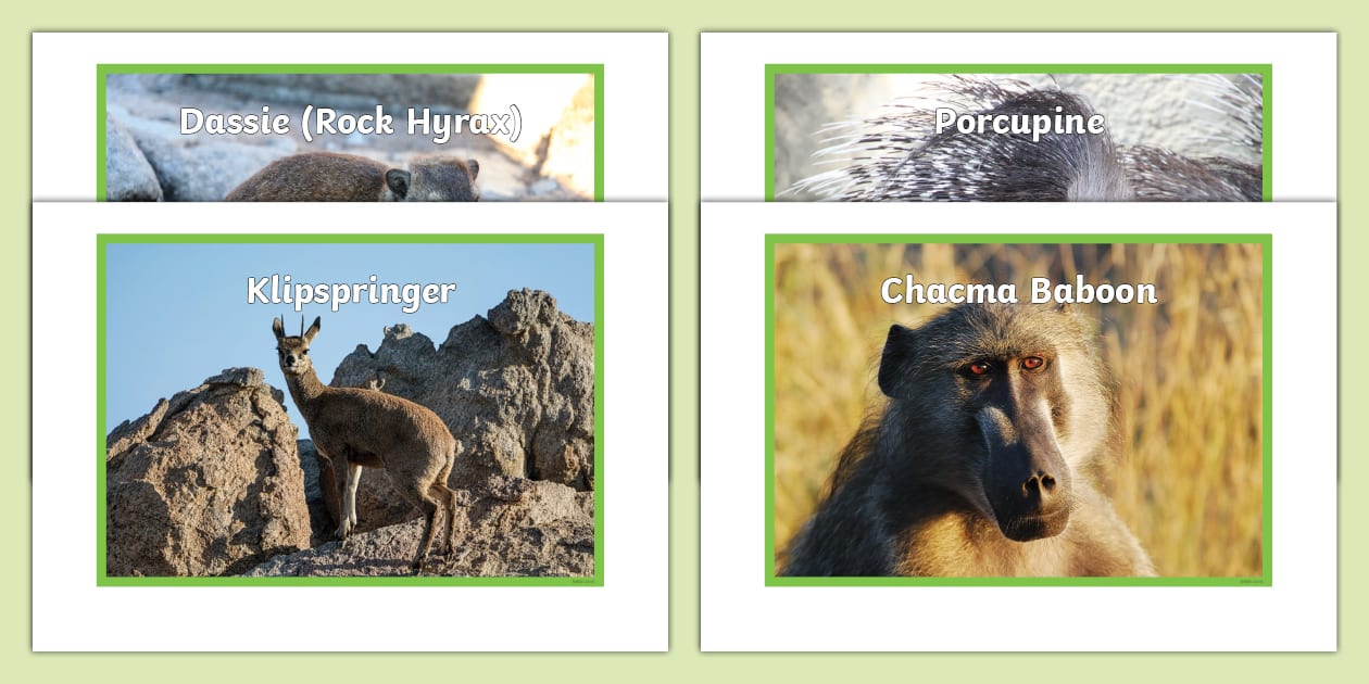 Table Mountain Animals Photos Display Pack | Twinkl ZA