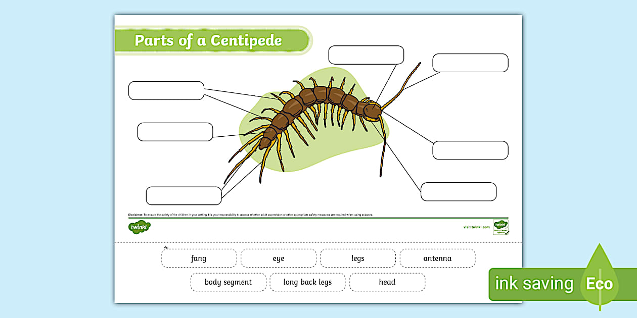 Parts of a Centipede Labelling Activity - Twinkl - KS1