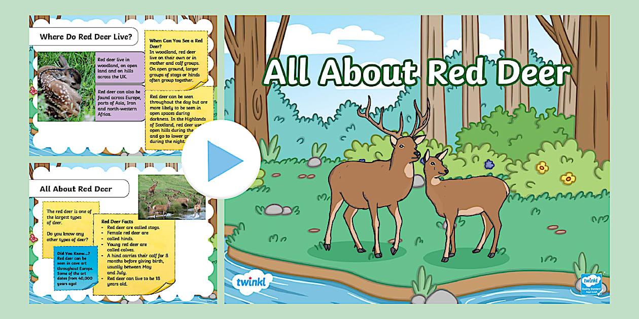 Red Deer PowerPoint Presentation (Teacher-Made) - Twinkl