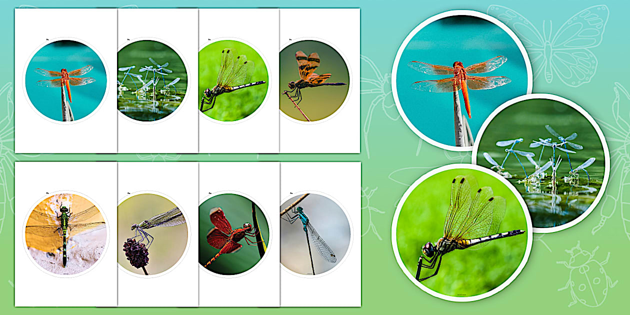Dragonfly Circle Photo Display Cut-Outs