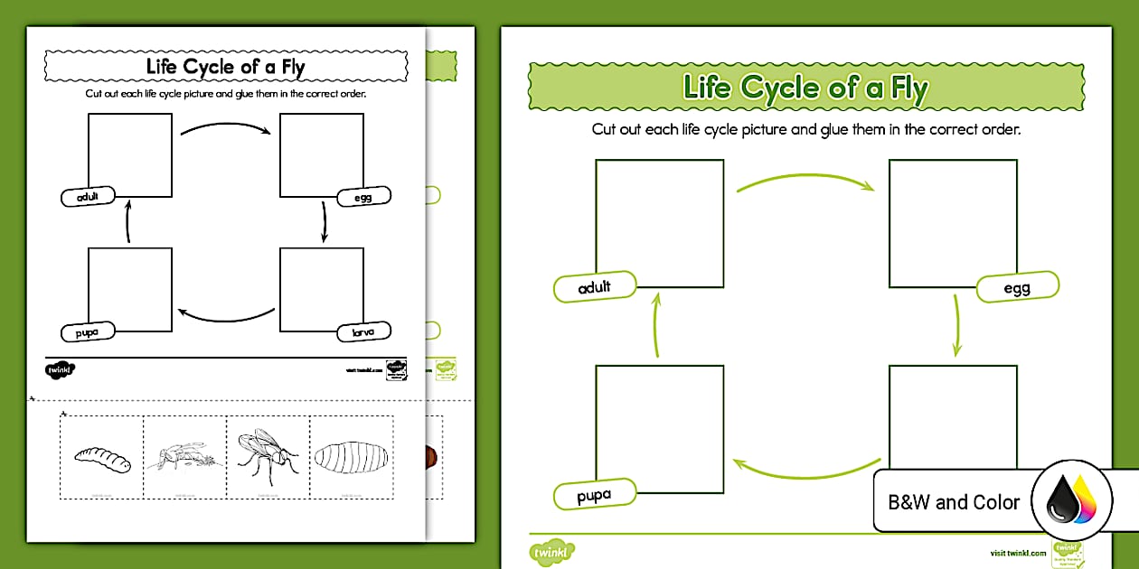 PK-K Life Cycle of a Fly Cut and Paste Worksheet