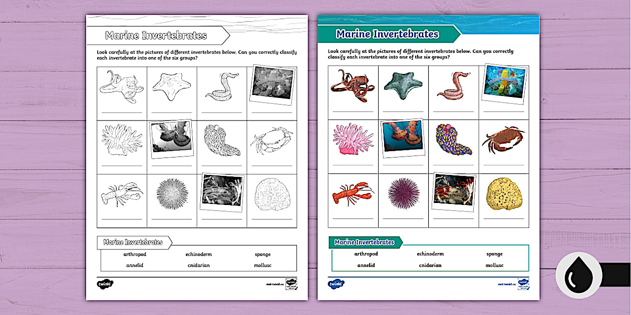 Marine Invertebrates Classification Activity - Twinkl