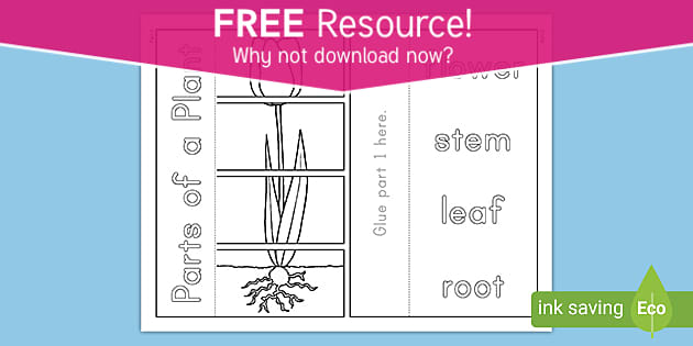 FREE Parts of a Plant Foldable - Science Resources - Twinkl