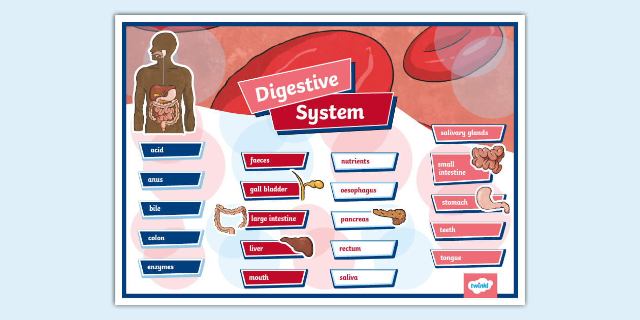 The Digestive System Word Mat - Twinkl - KS2 (Teacher-Made)