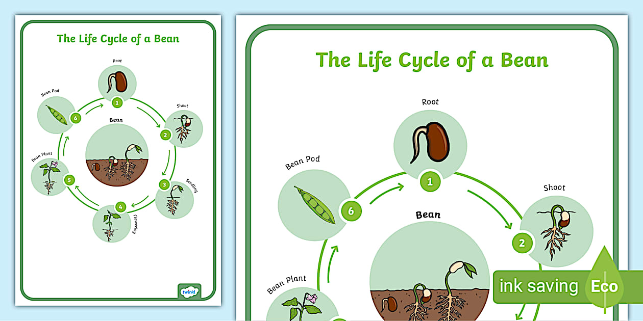Editable Life Cycle of a Bean Display Posters (teacher made)