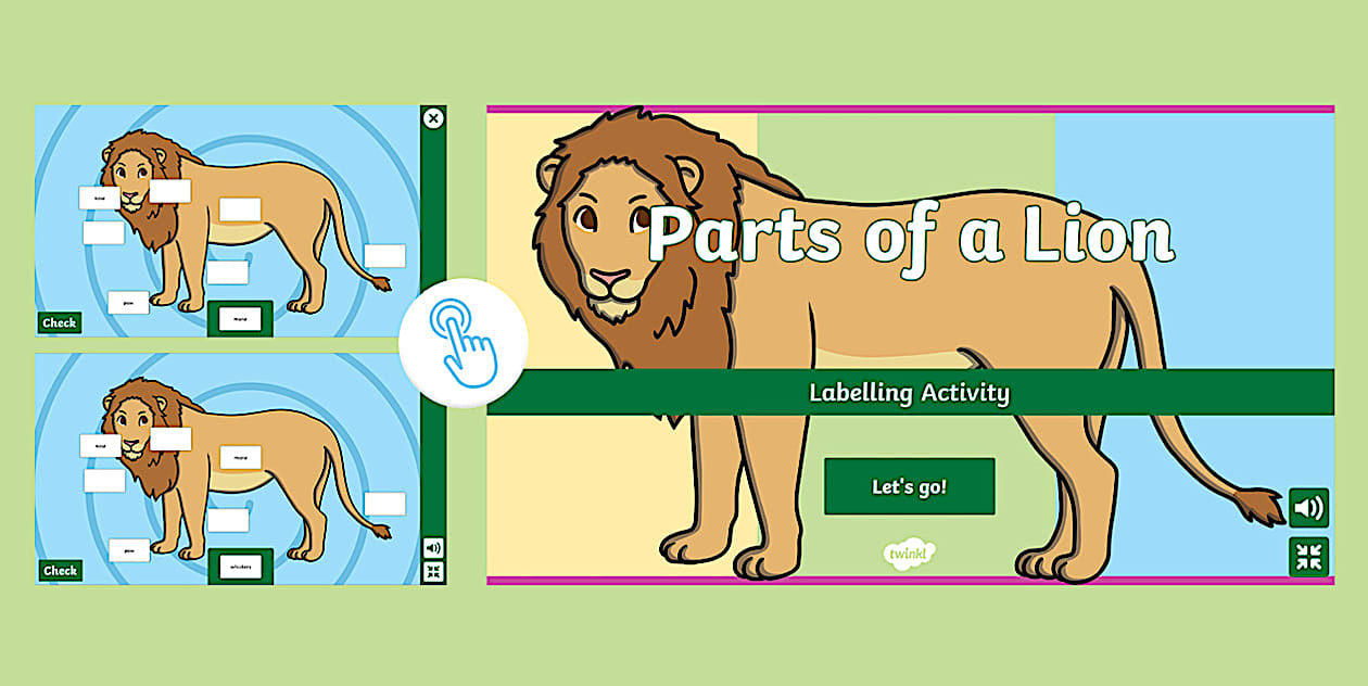 Parts of a Lion Interactive Labelling Activity - Twinkl