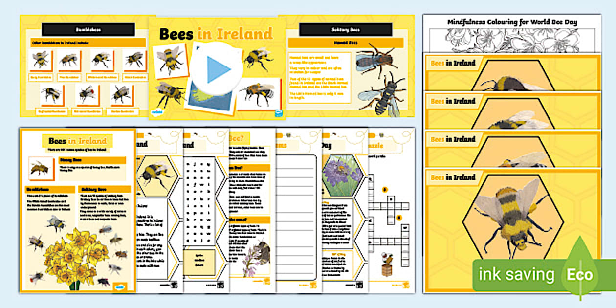 World Bee Day Resource Pack 3rd/4th Class (teacher made)