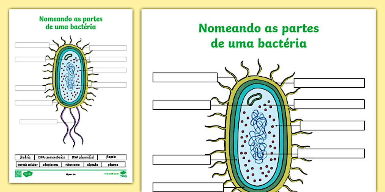 Nomeando as partes de uma bactéria - Folha de atividade