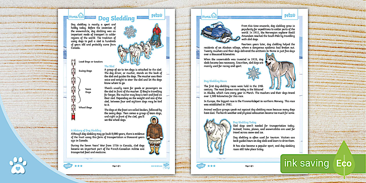 Dog Sledding - Information Sheet - Husky - Twinkl Pets