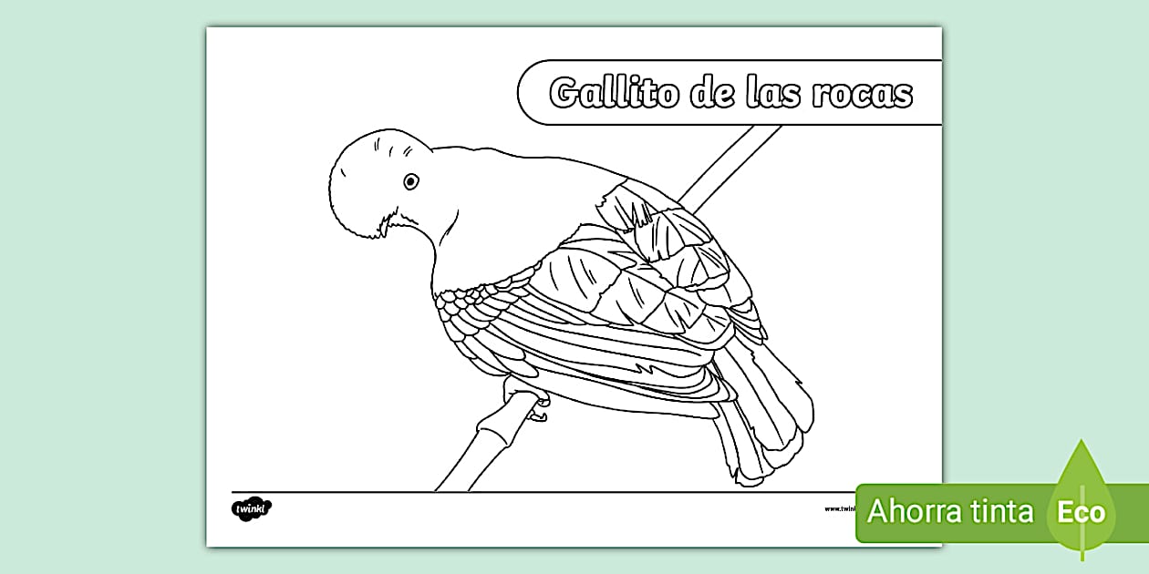 Dibujo gallito de las rocas para colorear |Descarga gratuita