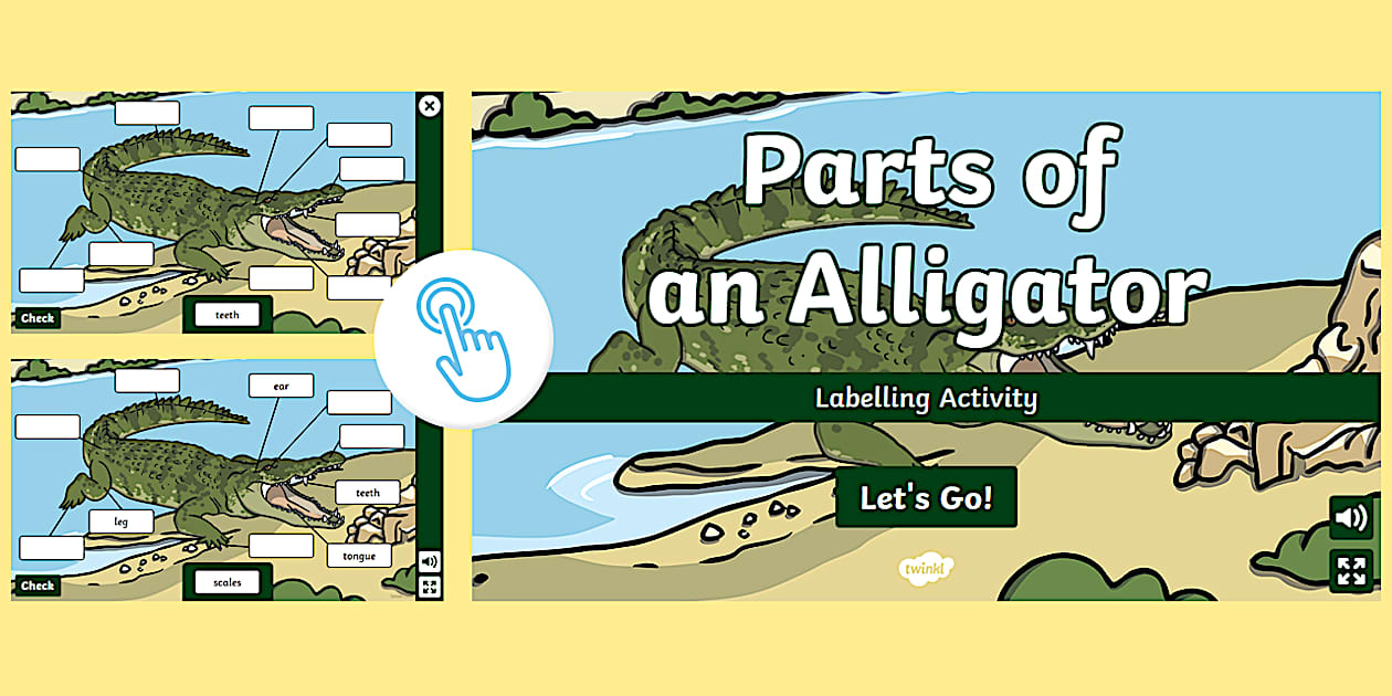 Parts of an Alligator Labelling Activity | Twinkl Go!