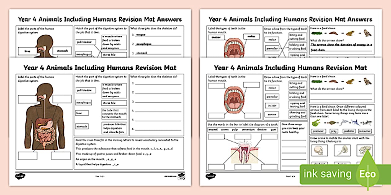 KS2 Year 4 Animals Including Humans Revision Activity Mat