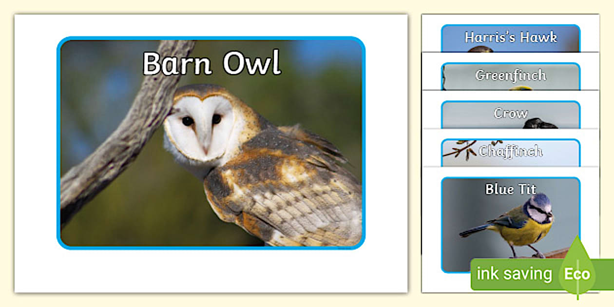 Birds in Spring Display Photo Pack | Twinkl Resources