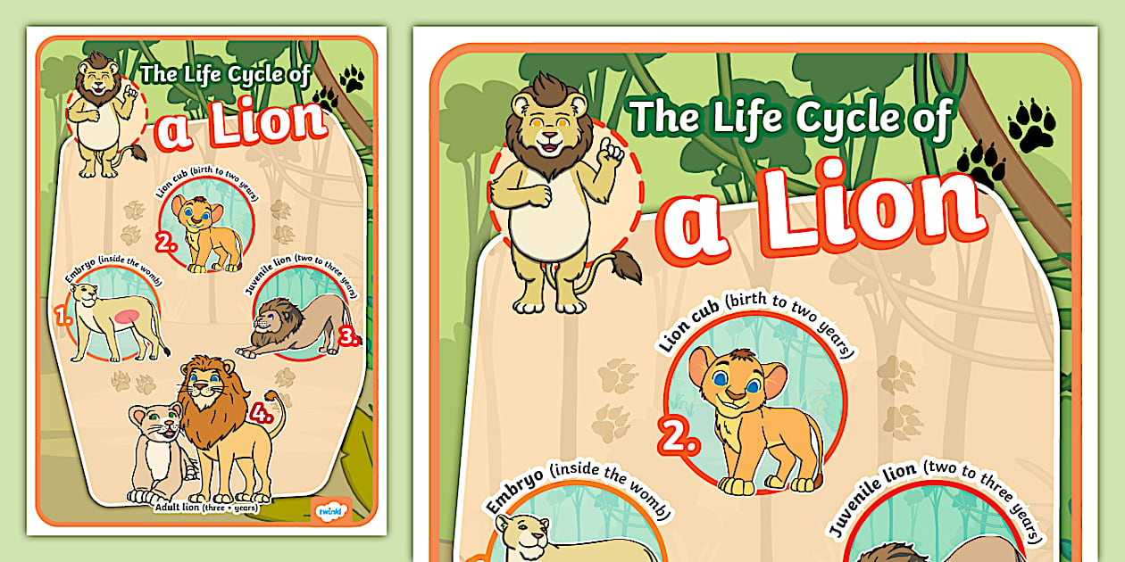 Lion Life Cycle Display Poster | Twinkl South Africa
