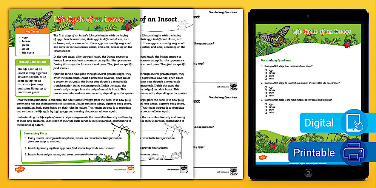 Fifth Grade Life Cycle of an Insect Fact File and Vocabulary Questions