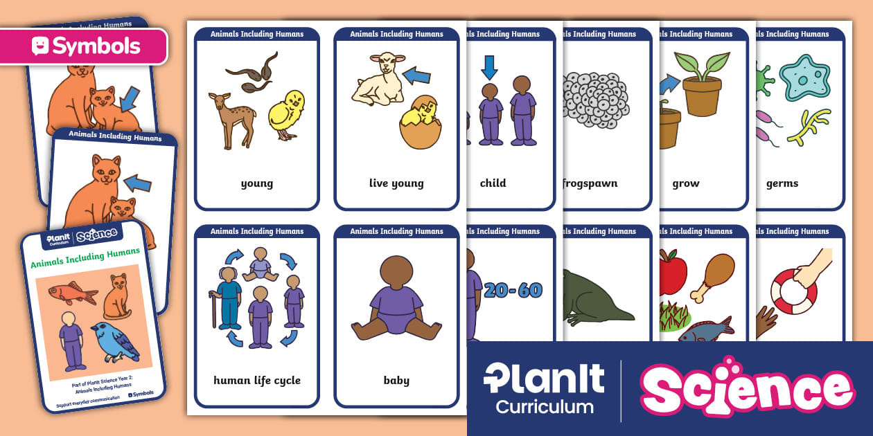 Twinkl Symbols: Animals Including Humans: Year 2: Flashcards